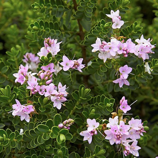 - Budget Plants - M.T.C. Perennials