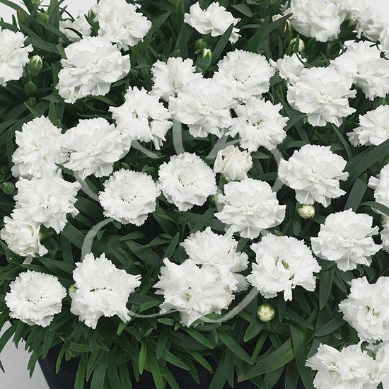 - Premier Perennials - M.T.C. Perennials