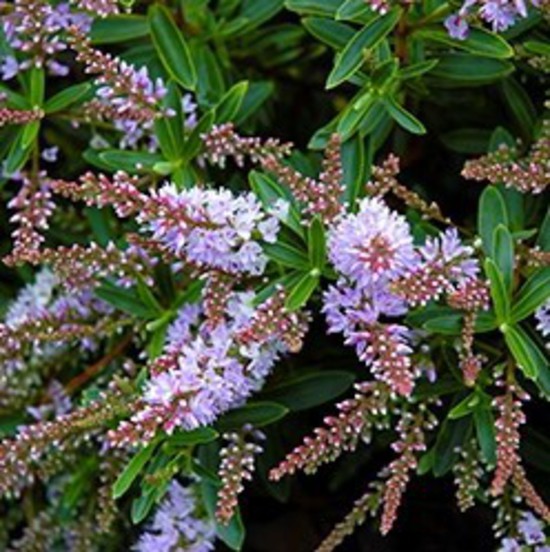 - Premier Perennials - M.T.C. Perennials