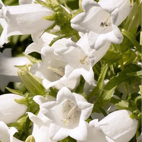 - Premier Perennials - M.T.C. Perennials