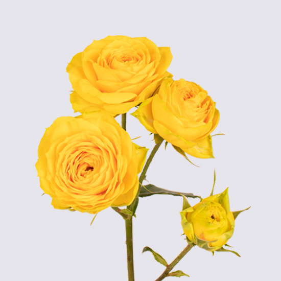 Golden Trendsetter Spray Rose - Spray Roses grown by Van Lier Nurseries Ltd