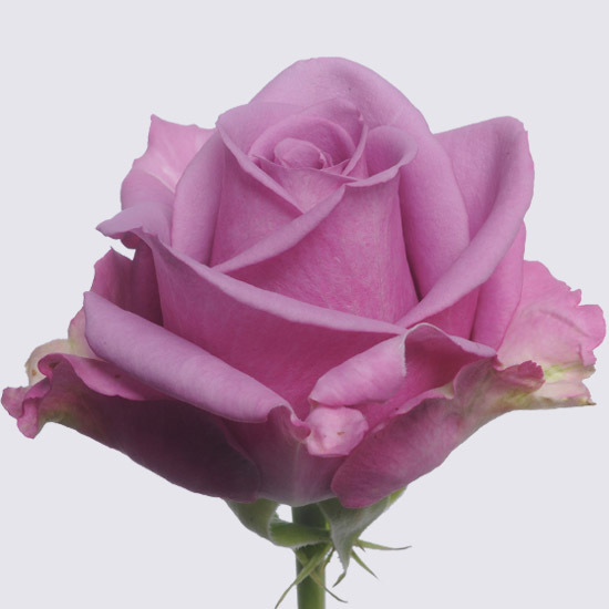 - Roses grown by Van Lier Nurseries Ltd