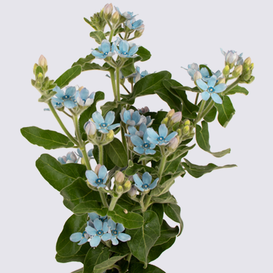 - Tweedia grown by Van Lier Nurseries Ltd