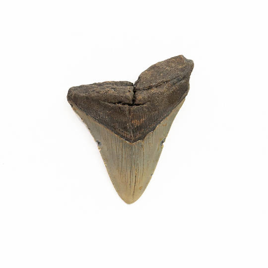 Fossils - Crystal Mountain