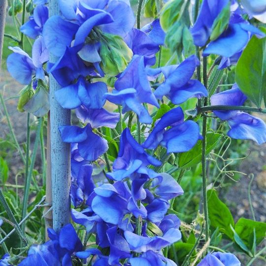 Sweet Peas