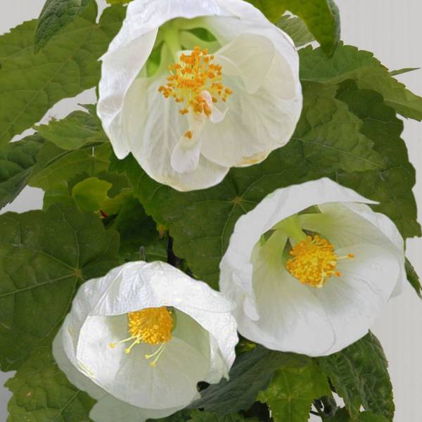 - Jumbo Plants - M.T.C. Perennials