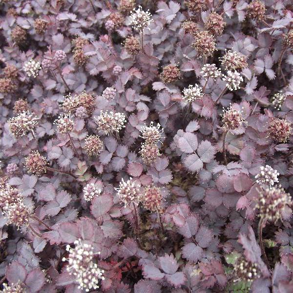 - Premier Perennials - M.T.C. Perennials
