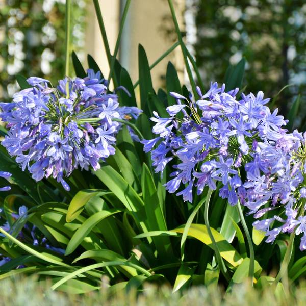 MTC Perennials Agapanthus Peter Pan Buy Plants Online
