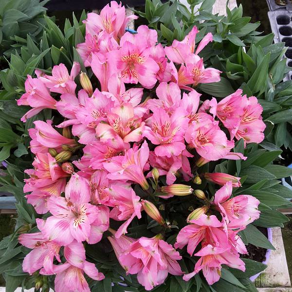- Jumbo Plants - M.T.C. Perennials