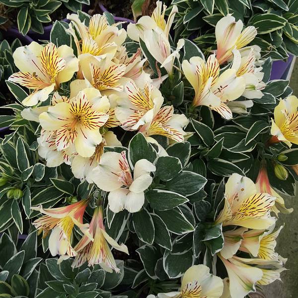 - Jumbo Plants - M.T.C. Perennials