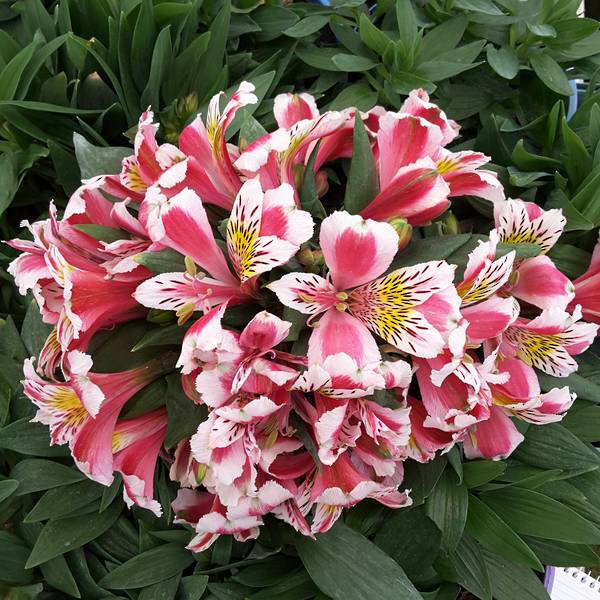 - Jumbo Plants - M.T.C. Perennials