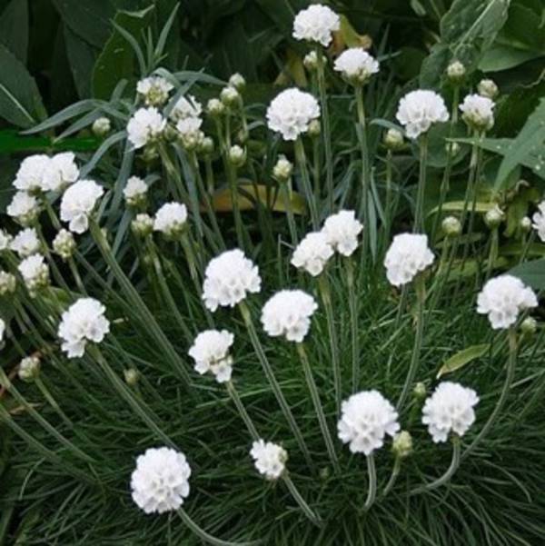 - Premier Perennials - M.T.C. Perennials