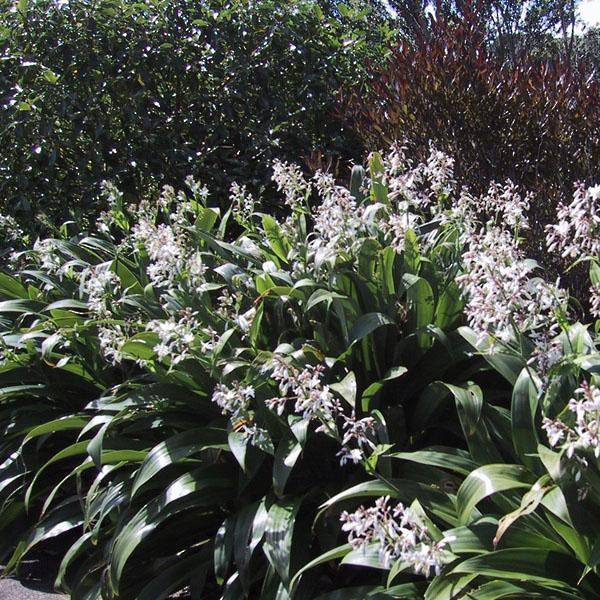 - Budget Plants - M.T.C. Perennials