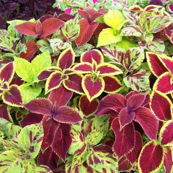 - Colourmaster - M.T.C. Perennials