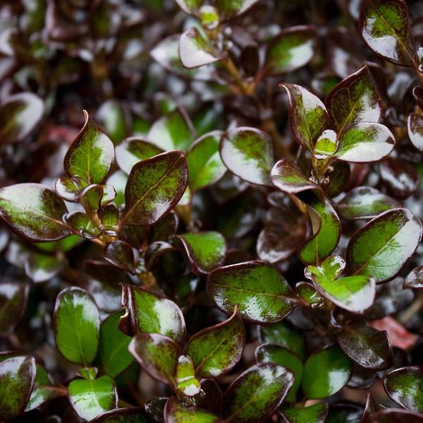 - Budget Plants - M.T.C. Perennials