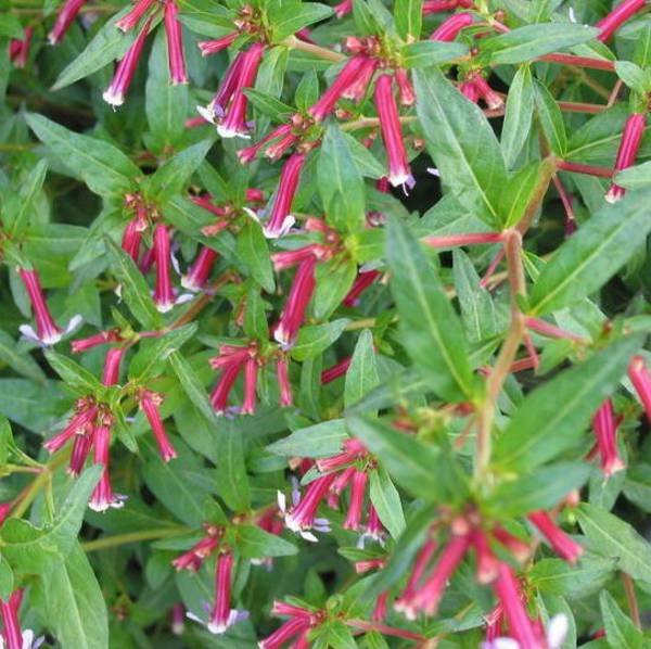 - Budget Plants - M.T.C. Perennials