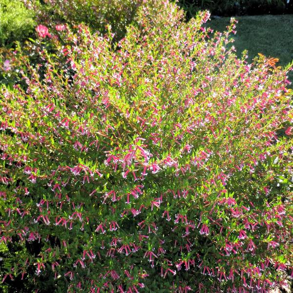 - Premier Perennials - M.T.C. Perennials