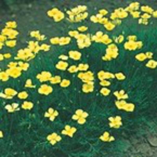 - Colourmaster - M.T.C. Perennials