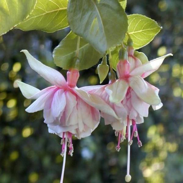 - Premier Perennials - M.T.C. Perennials