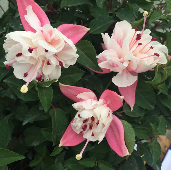 - Premier Perennials - M.T.C. Perennials