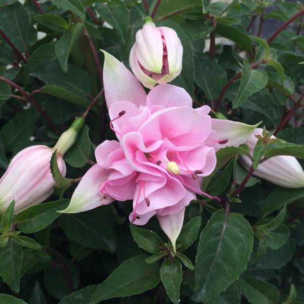 - Premier Perennials - M.T.C. Perennials