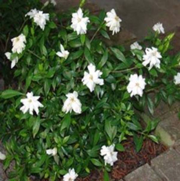 - Jumbo Plants - M.T.C. Perennials