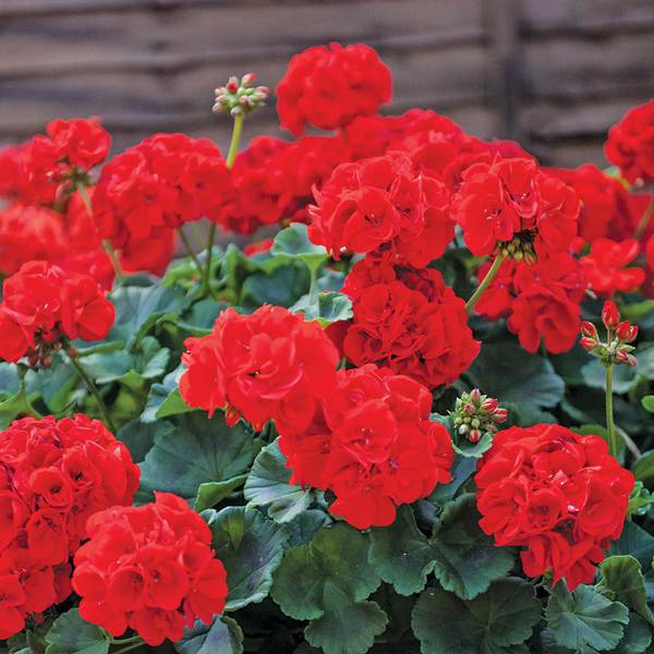 - Colourmaster - M.T.C. Perennials