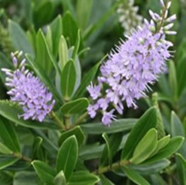 - Premier Perennials - M.T.C. Perennials