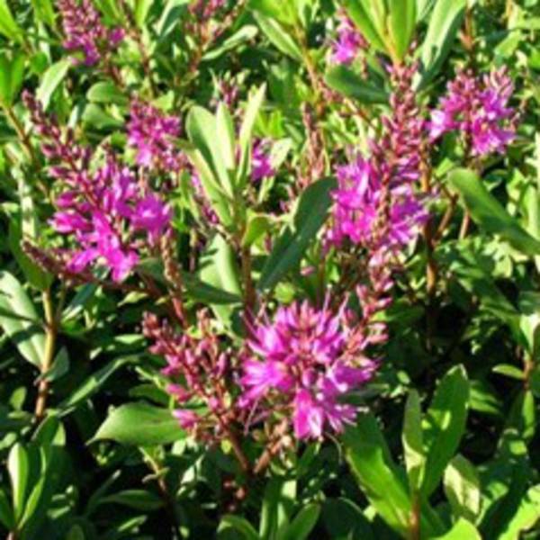 - Premier Perennials - M.T.C. Perennials