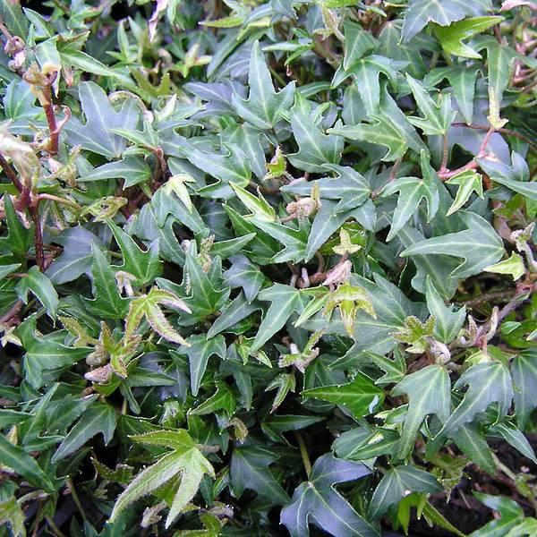 - Budget Plants - M.T.C. Perennials