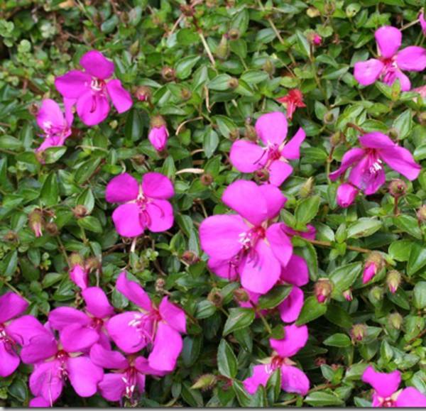 - Budget Plants - M.T.C. Perennials
