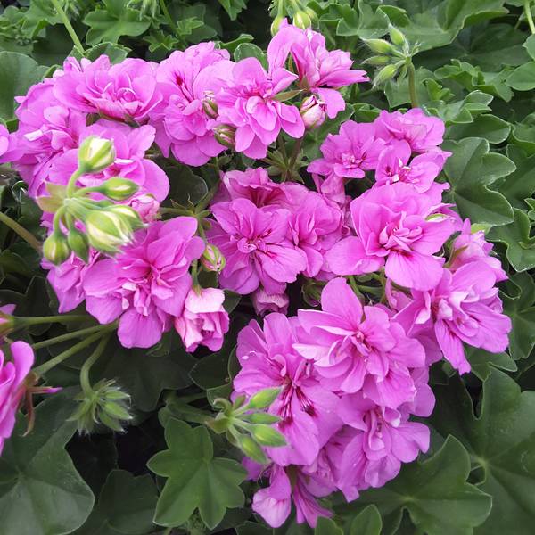 - Premier Perennials - M.T.C. Perennials