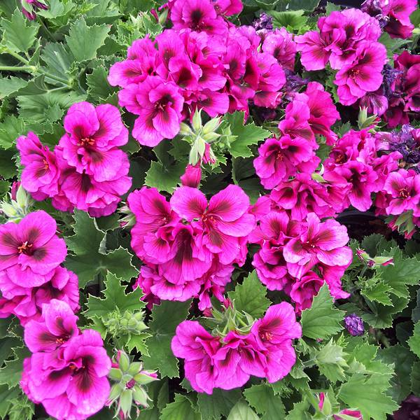 MTC Perennials Pelargonium Burgandy/Purple 14cm