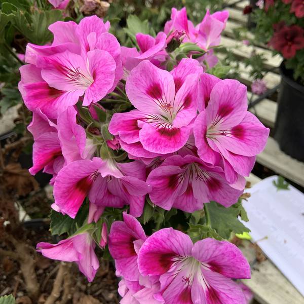 - Premier Perennials - M.T.C. Perennials