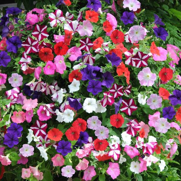 - Colourmaster - M.T.C. Perennials