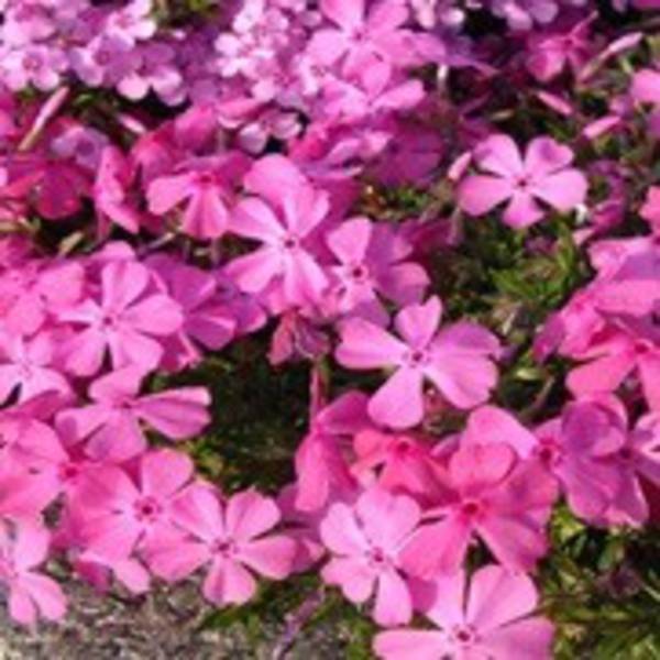 - Premier Perennials - M.T.C. Perennials