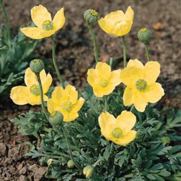 - Colourmaster - M.T.C. Perennials