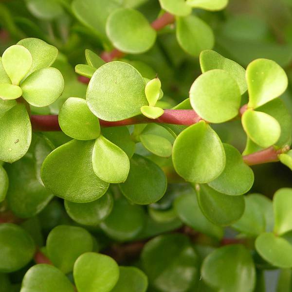 - Budget Plants - M.T.C. Perennials