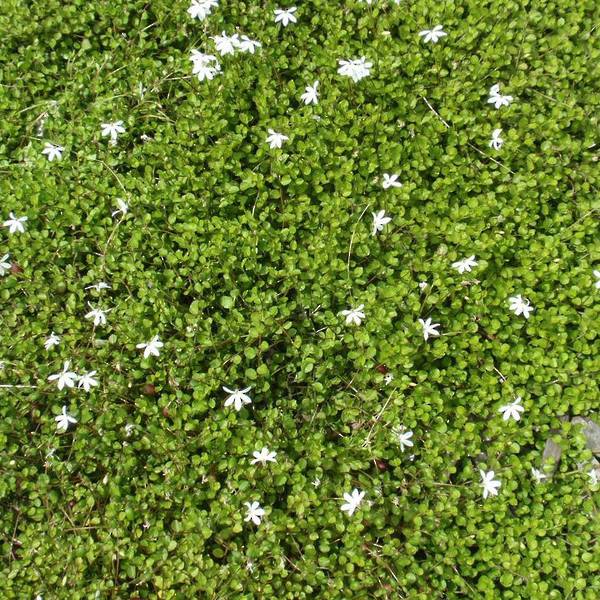 - Budget Plants - M.T.C. Perennials