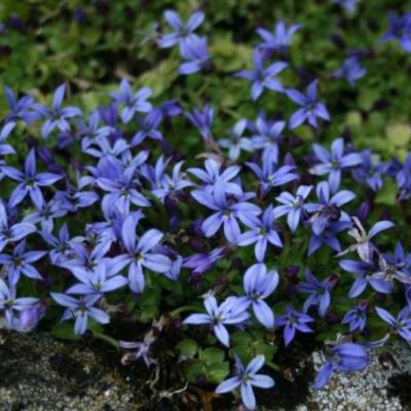 - Budget Plants - M.T.C. Perennials