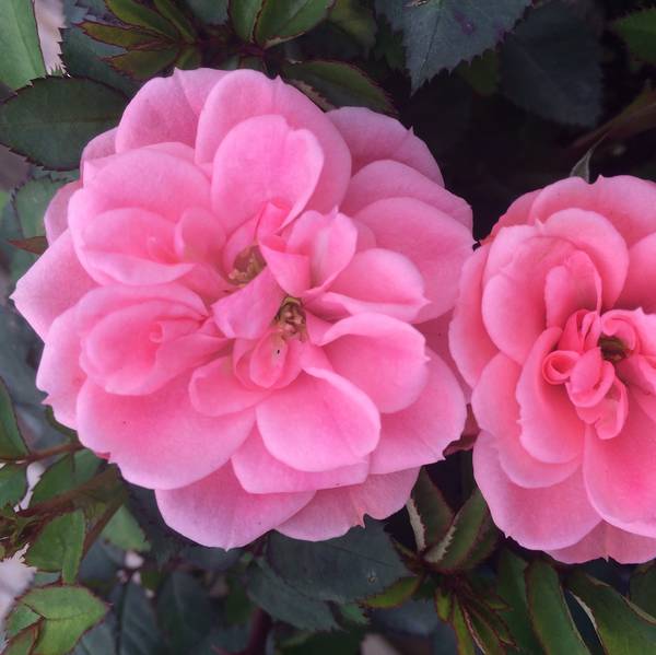 - Premier Perennials - M.T.C. Perennials