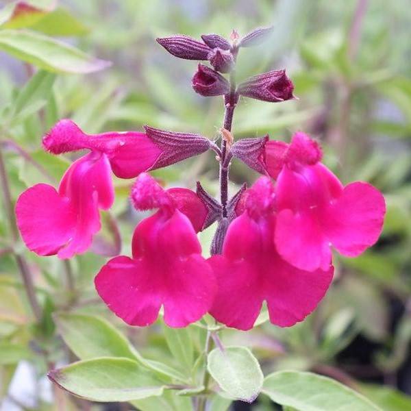 - Premier Perennials - M.T.C. Perennials