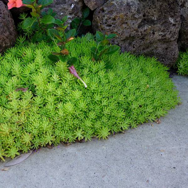 - Premier Perennials - M.T.C. Perennials