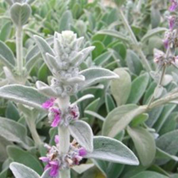 - Budget Plants - M.T.C. Perennials