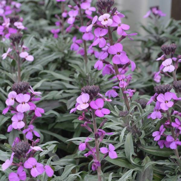 - Premier Perennials - M.T.C. Perennials
