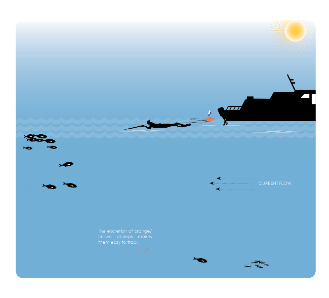 Blue Warehou Hunting Techniques | Ocean Hunter New Zealand