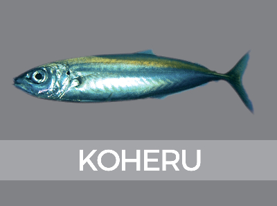 Fish Species Identification | Ocean Hunter