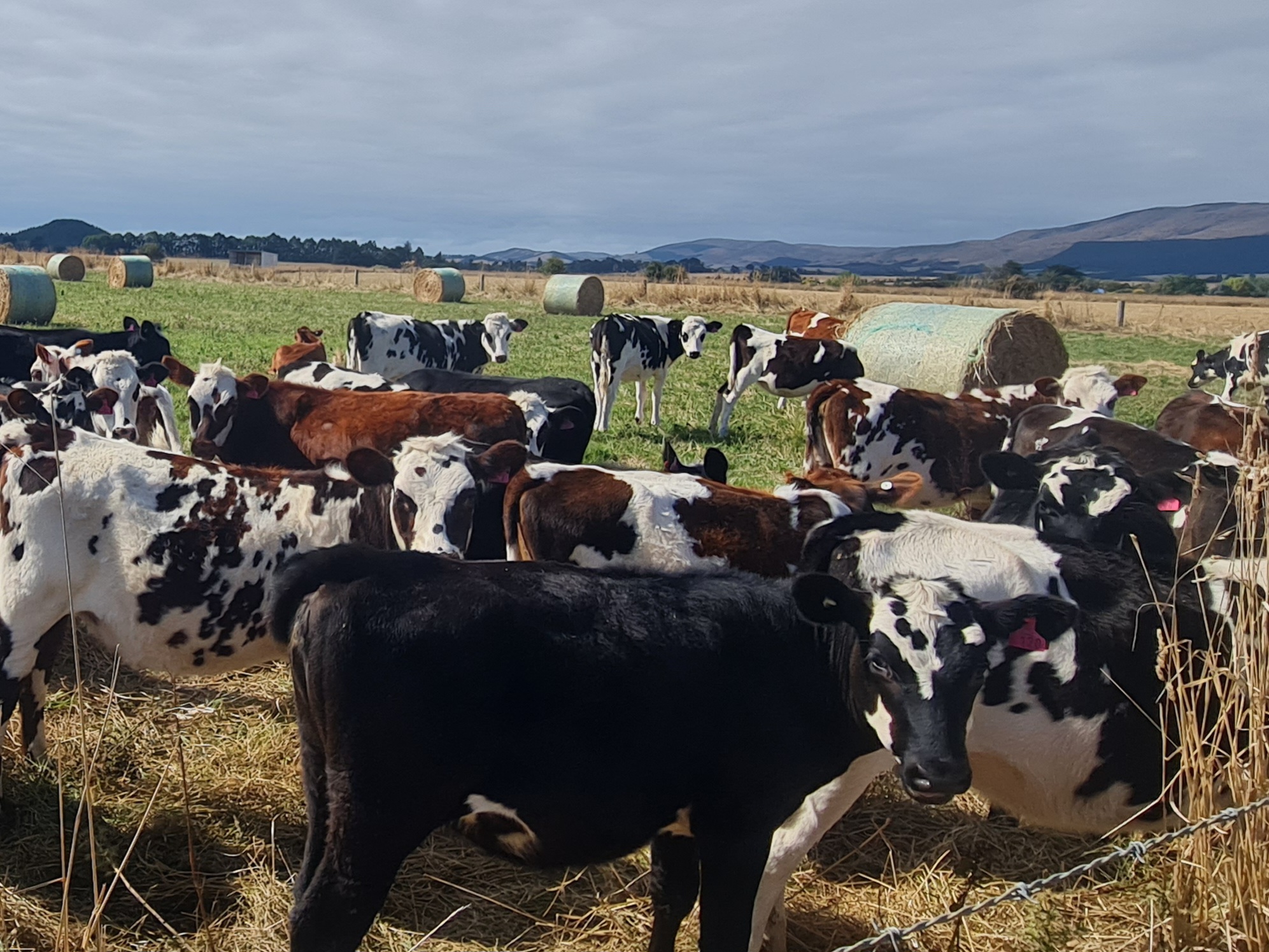 Farm clearance & equipment sales | South Island, NZ | Rural Livestock