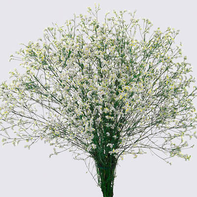 White Limonium Flower