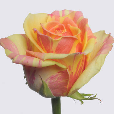 - Roses grown by Van Lier Nurseries Ltd